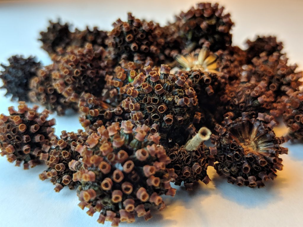 Kratom Seeds - Kratom Leaf