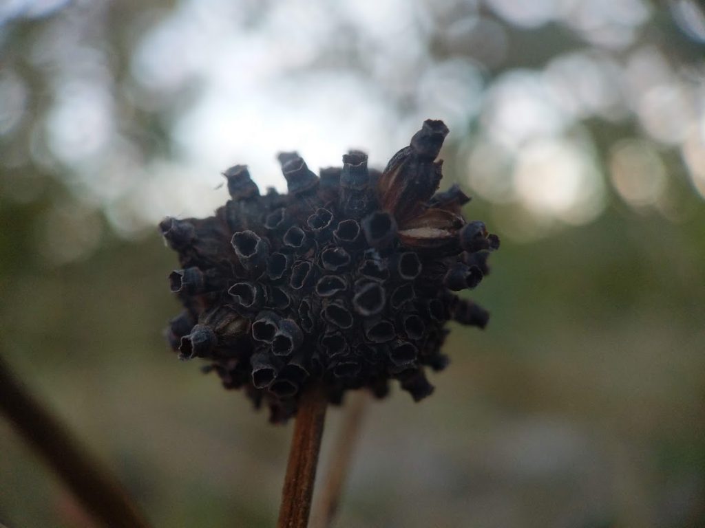 Kratom seed pod exploding with seeds - Kratom Leaf